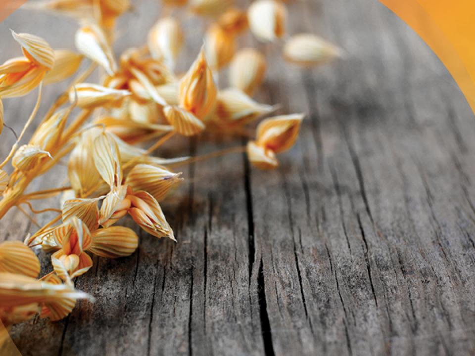 Gluten Free Story of Tirlán’s Oat-Standing™ Oats | Tirlán Ingredients