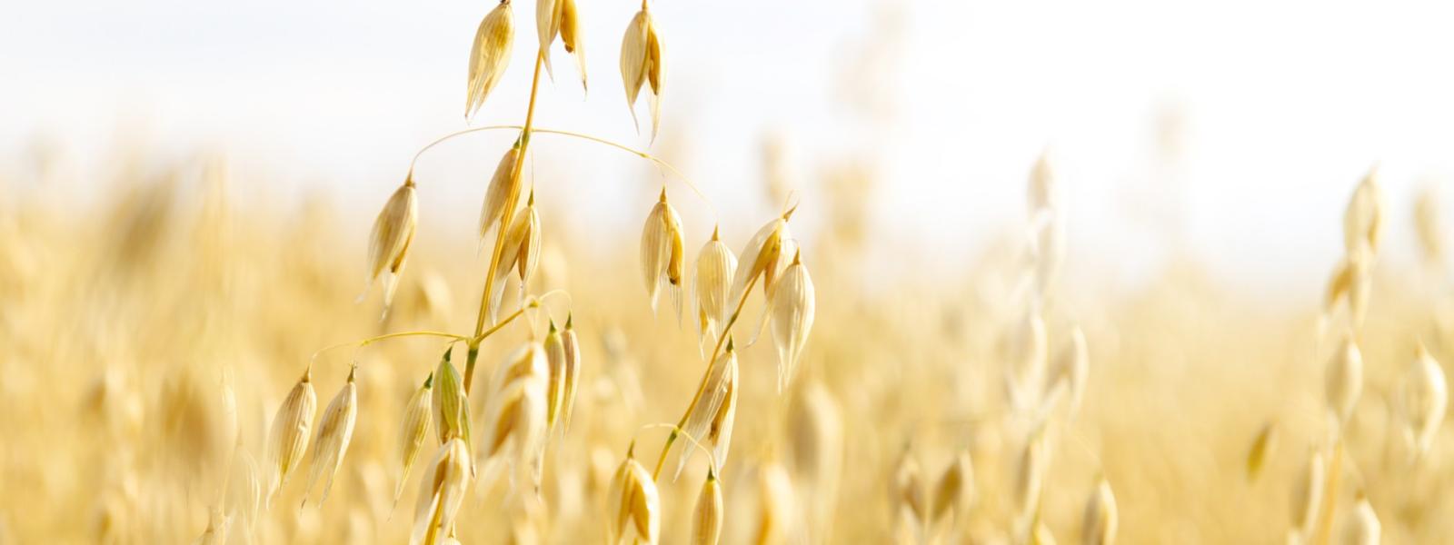 Webinar | Irish Oats: The Perfect Plant-Based Solution | Tirlán Ingredients